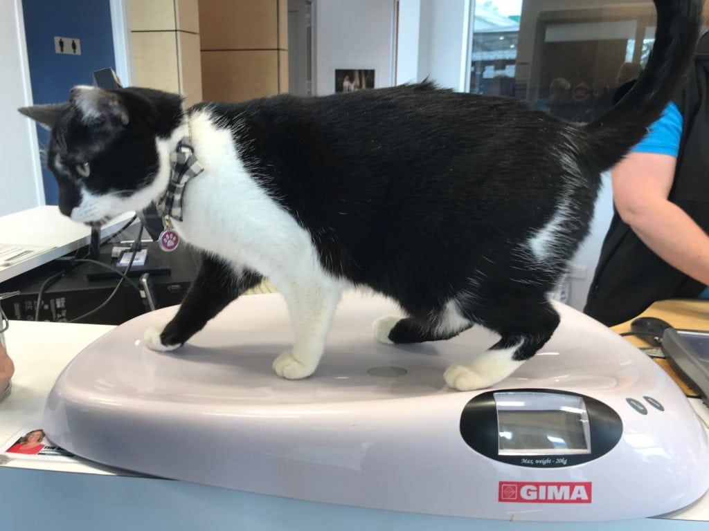 Weight Management Clinic | Cambridge Veterinary New Zealand
