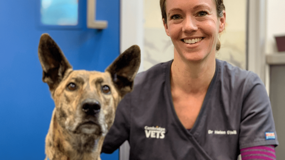 Pet Animal Veterinarians | Cambridge Veterinary New Zealand