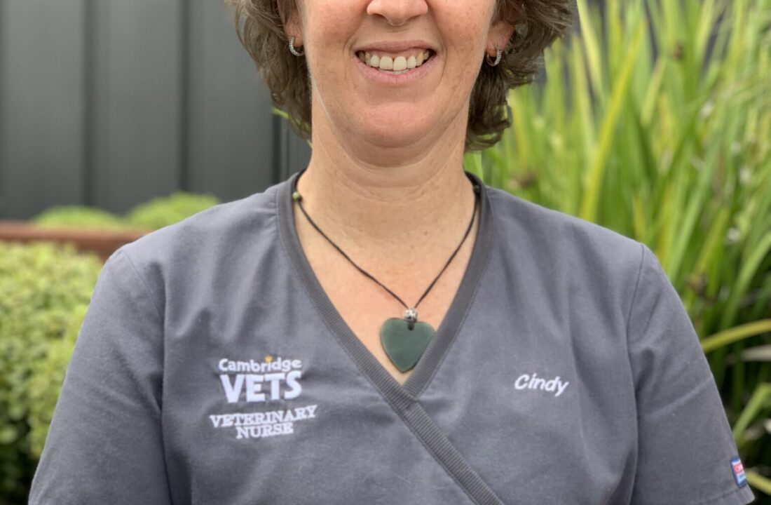 Pet Animal Veterinarians | Cambridge Veterinary New Zealand